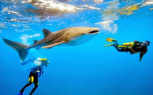Travel show picks PH as most popular diving destination - The Filipino ...