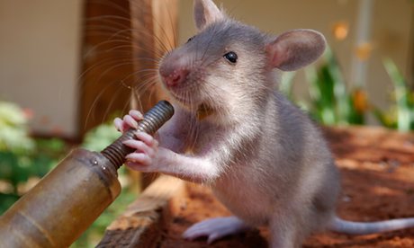 US army developing ‘super sniffer’ rats to detect land mines - The ...