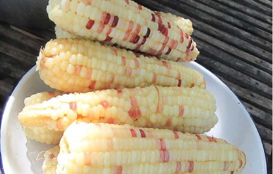 Former OFW now specializes in producing bicolor corn - The Filipino Times