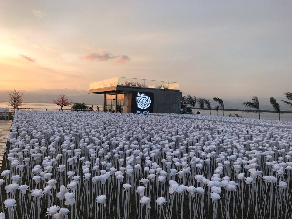 10,000 LED roses attract customers, tourists to Korean café in Cebu ...