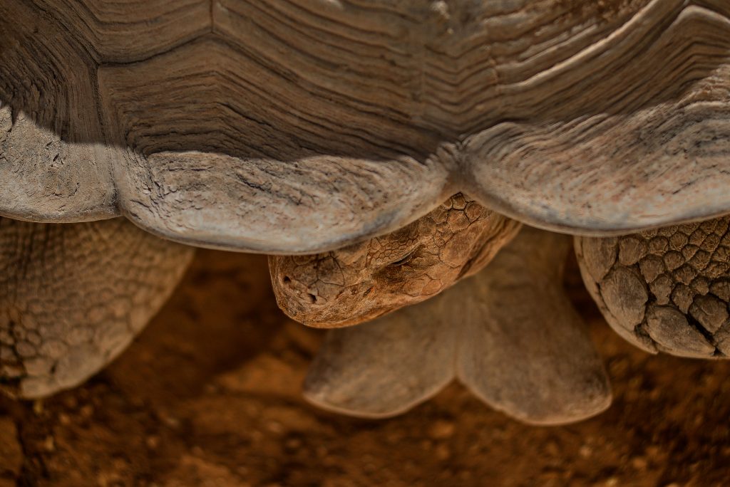 3 Filipino photographers win big at Zoography photo contest - The ...