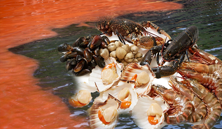 Red tide alert up in Ilocos region | The Filipino Times
