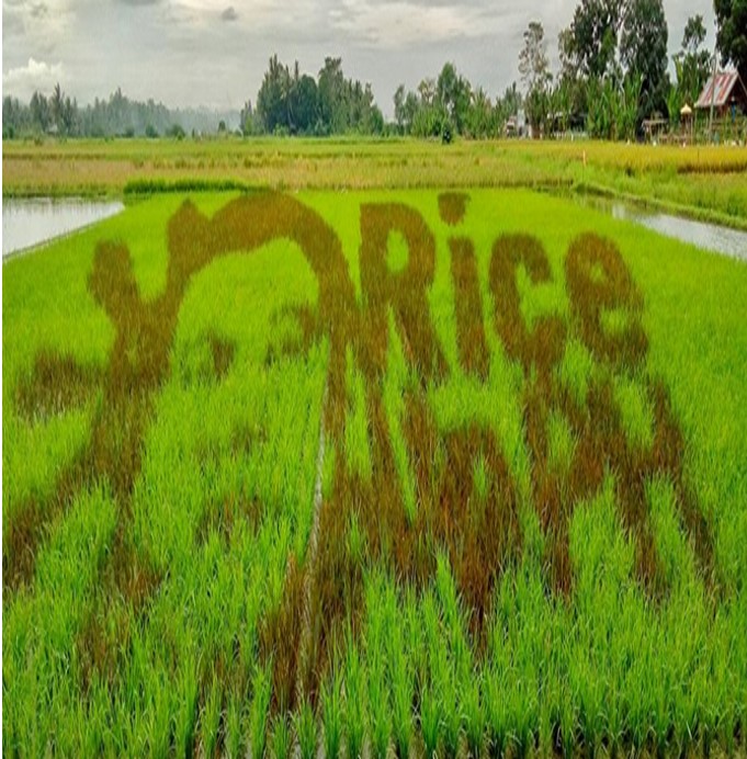 Duterte, KathNiel featured in rice paddy art - The Filipino Times