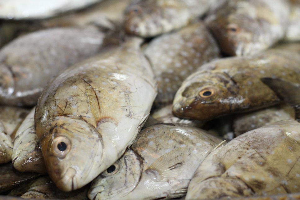 2 fish varieties to be temporarily banned in UAE starting next month ...