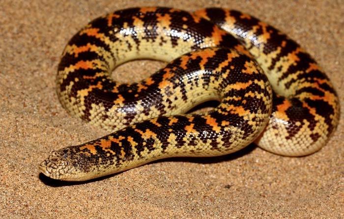 Sand snake captured in a Bahrain neighborhood | The Filipino Times