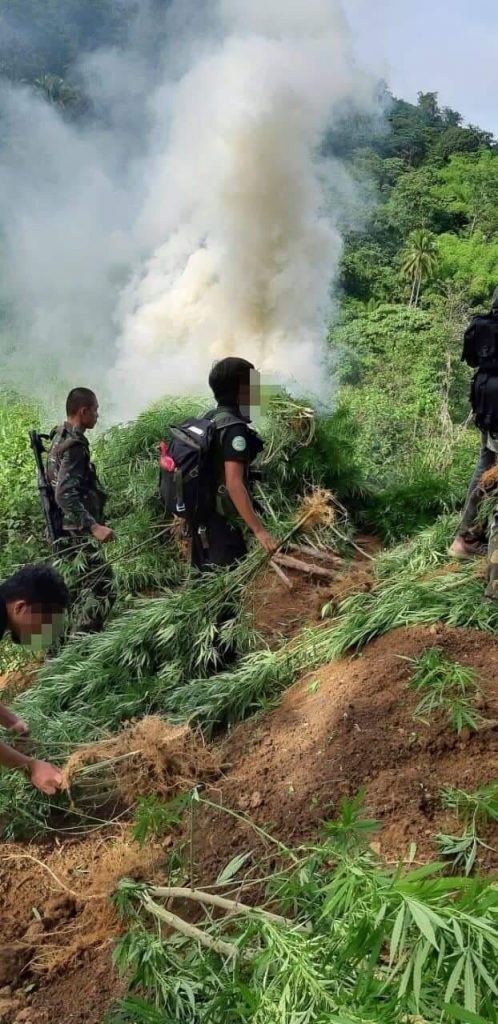 P4 million worth of marijuana plants uprooted by PDEA in Cebu - The ...
