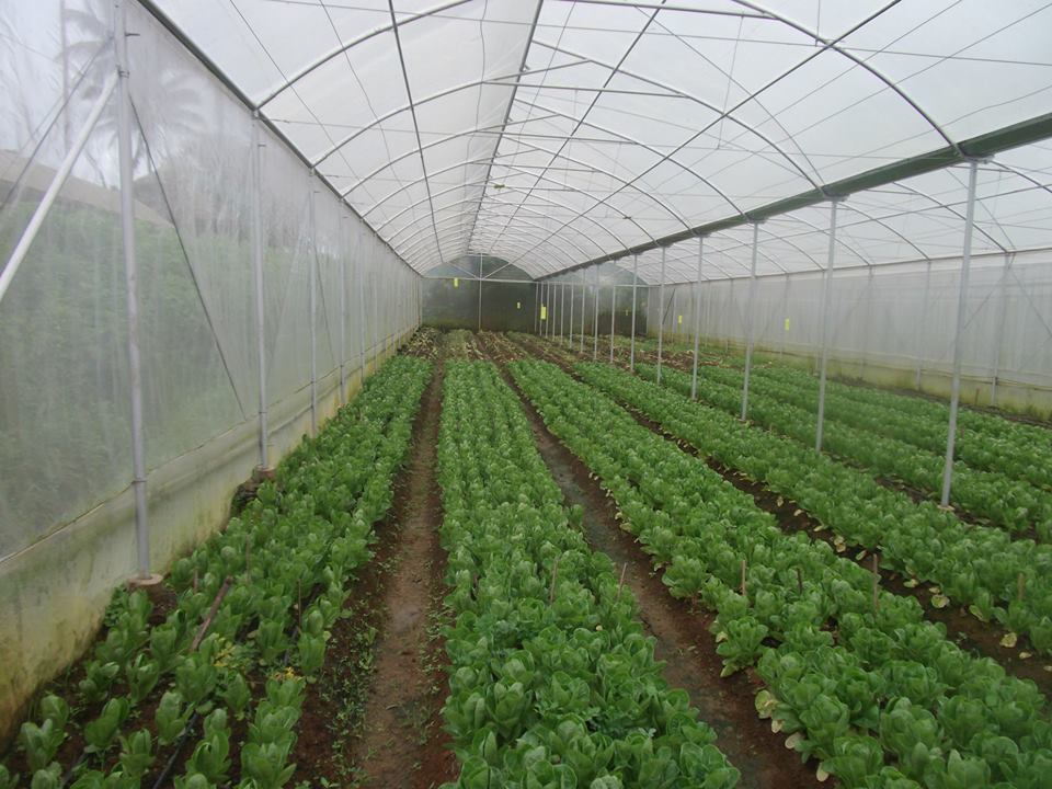 Urban-rural gardening thru BIO farming, a must- expert - The Filipino Times