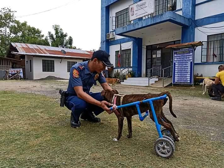 Stray dog gets wheelchair from Bukidnon policeman - The Filipino Times