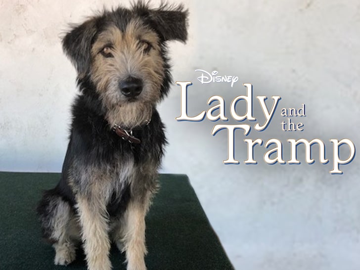 Affable terrier dog set for film debut - The Filipino Times