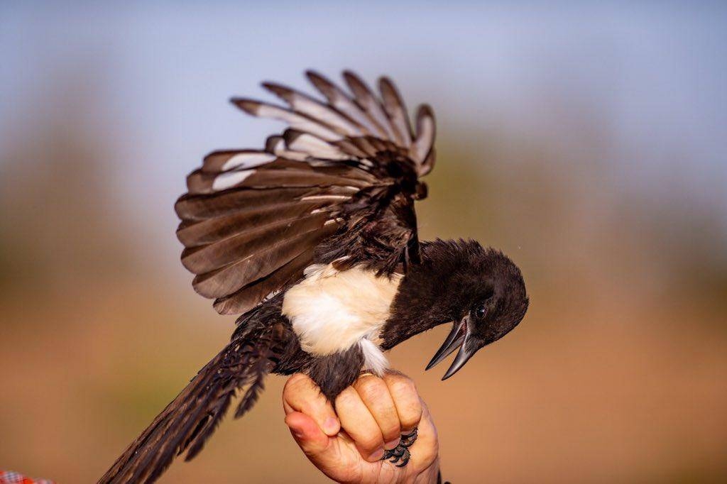 Saudi launches project to save endangered Asir magpie - The Filipino Times