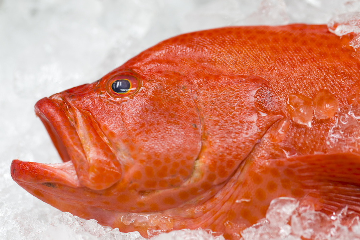 Cebu lawmaker wants to ban use of ‘Lapu-Lapu’ as name of fish | The ...