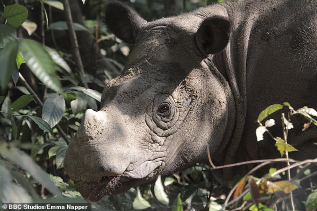 Last known female Sumatran rhino dies in Malaysia | The Filipino Times