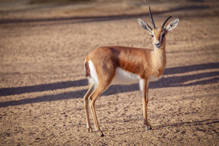 Deer hunter on trial in Abu Dhabi | The Filipino Times