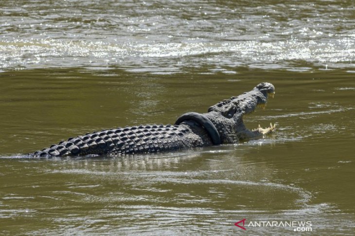Indonesia poses challenge to remove tire stuck around croc's neck - The ...