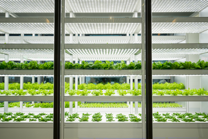 UAE to build world's largest indoor farm - The Filipino Times