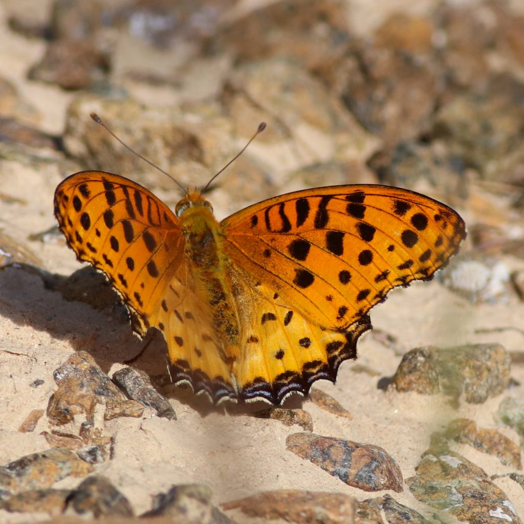LOOK: Himalayan butterfly species found in Fujairah | The Filipino Times
