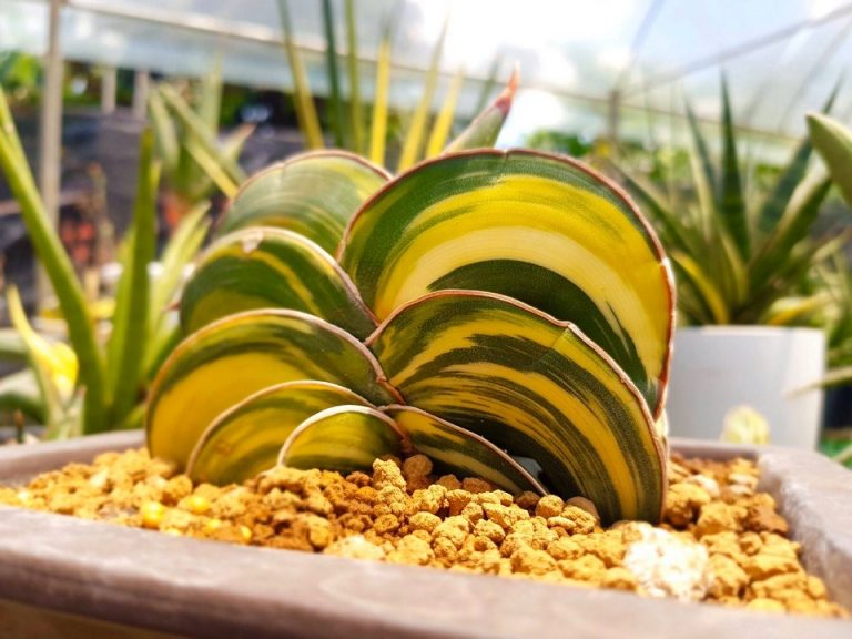 LOOK: Rare cactus plant grown in PH worth millions of pesos - The ...