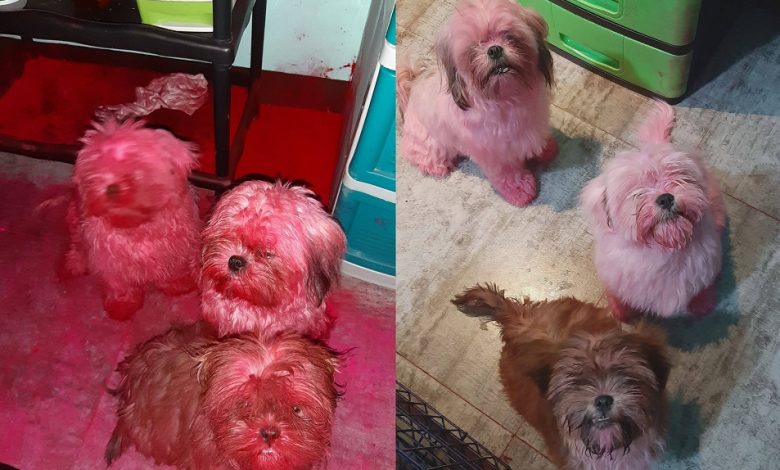 LOOK: ‘Pink’ dogs from PH go viral on social media – The Filipino Times
