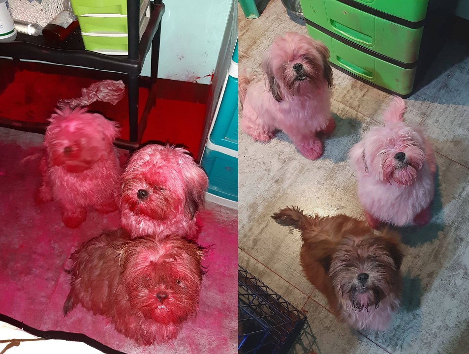 LOOK: 'Pink' dogs from PH go viral on social media - The Filipino Times