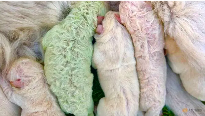 Puppy born in Italy with green fur - The Filipino Times