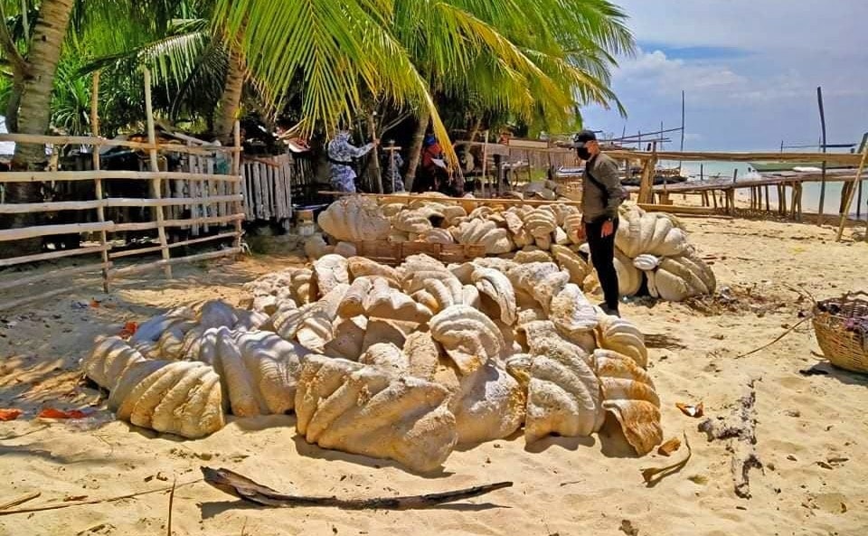 LOOK: 200 tons of fossilized giant clams worth Php 1.2B seized in PH ...
