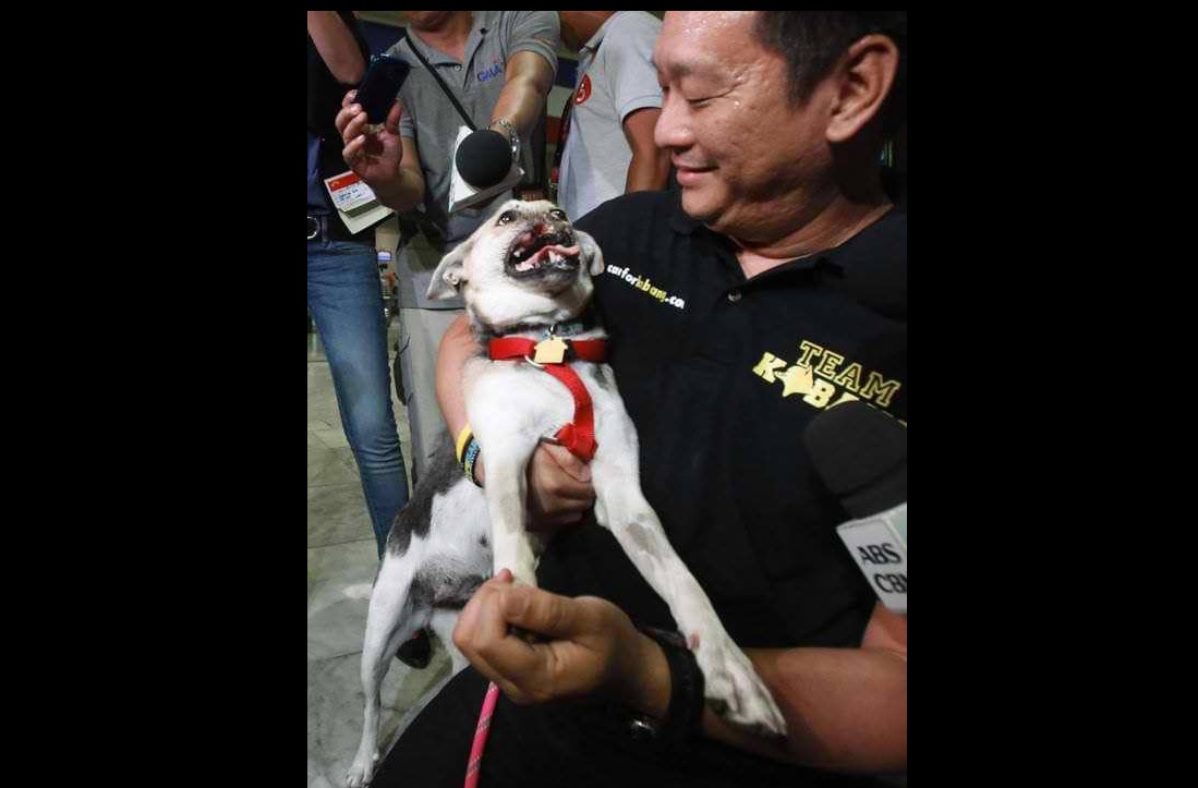 ‘Hero’ dog, who saved two girls from hit accident, dies - The Filipino ...