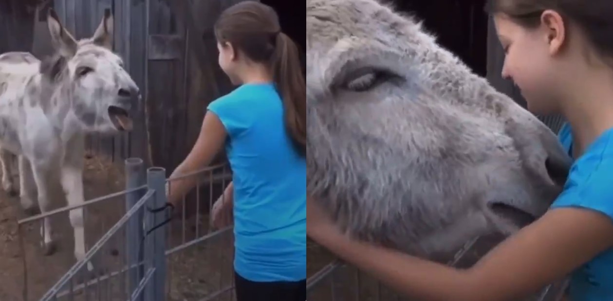 WATCH: Viral video of donkey reunited with girl who raised him makes ...