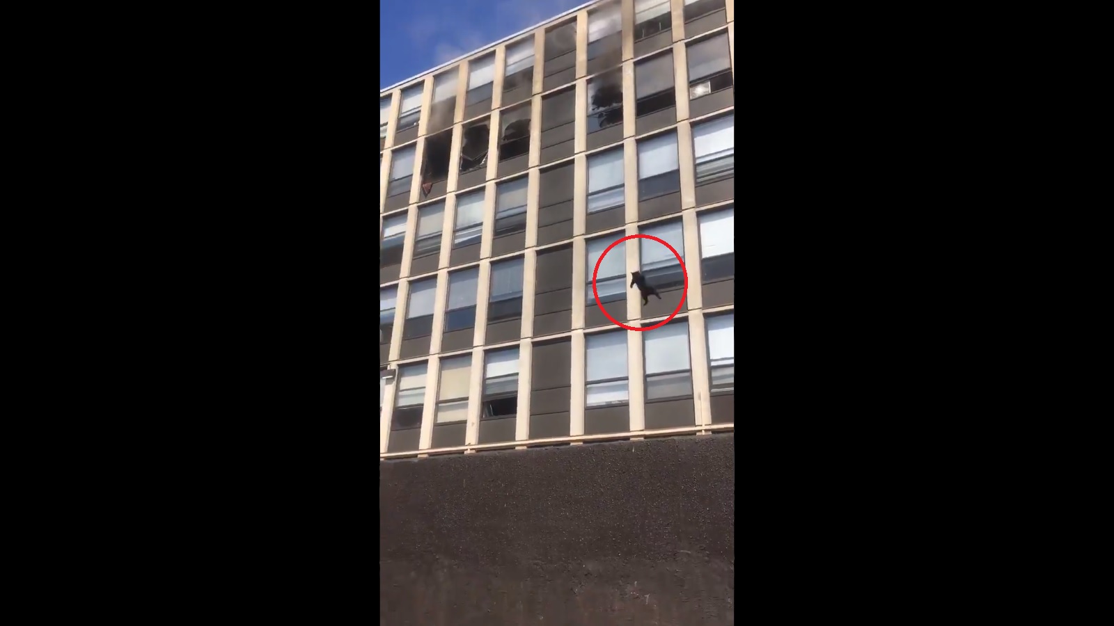 WATCH: Cat safely jumps out from five-storey building - The Filipino Times