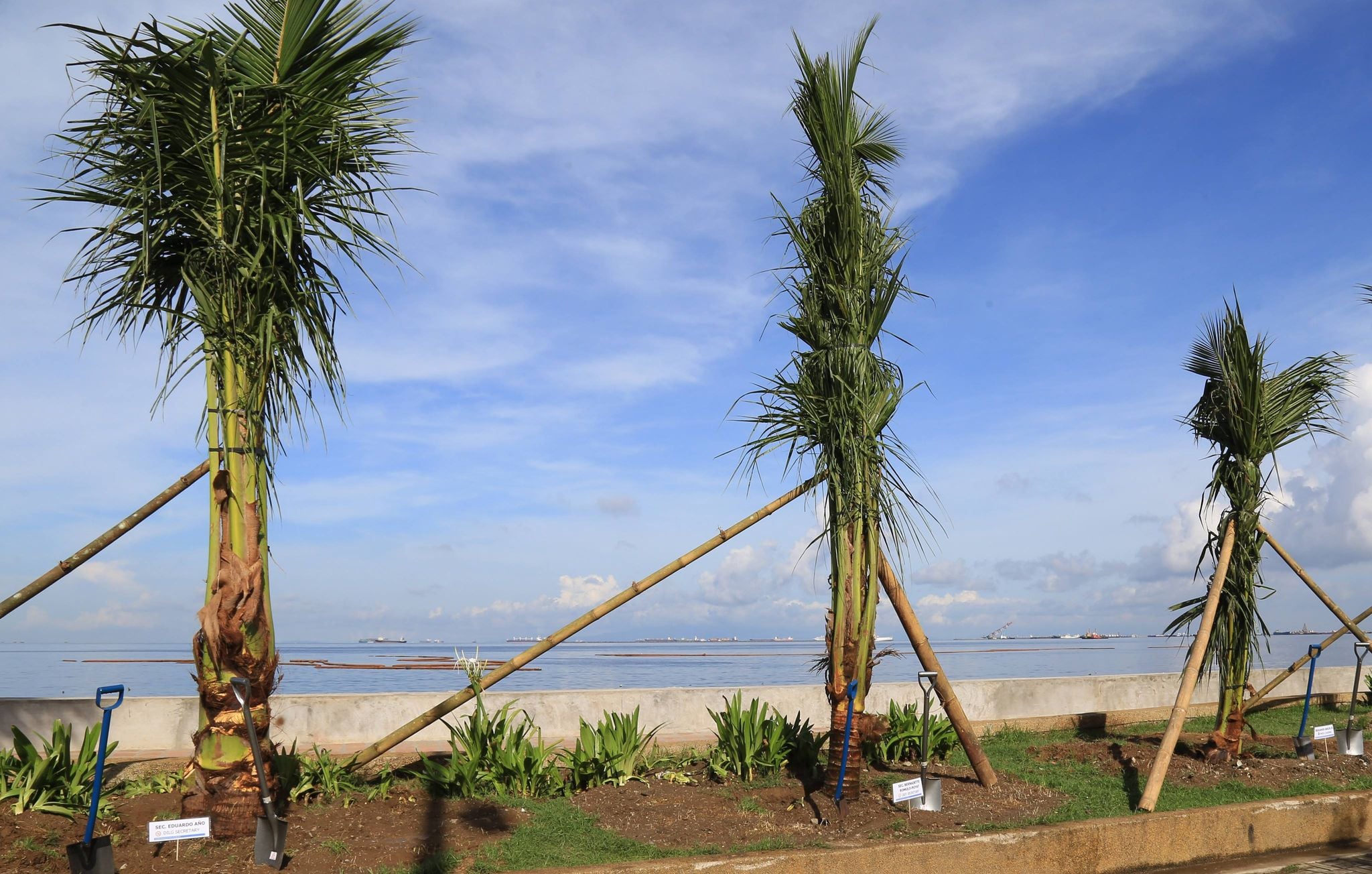 LOOK: Manila Bay gives beachfront vibes with coconut palm trees - The ...