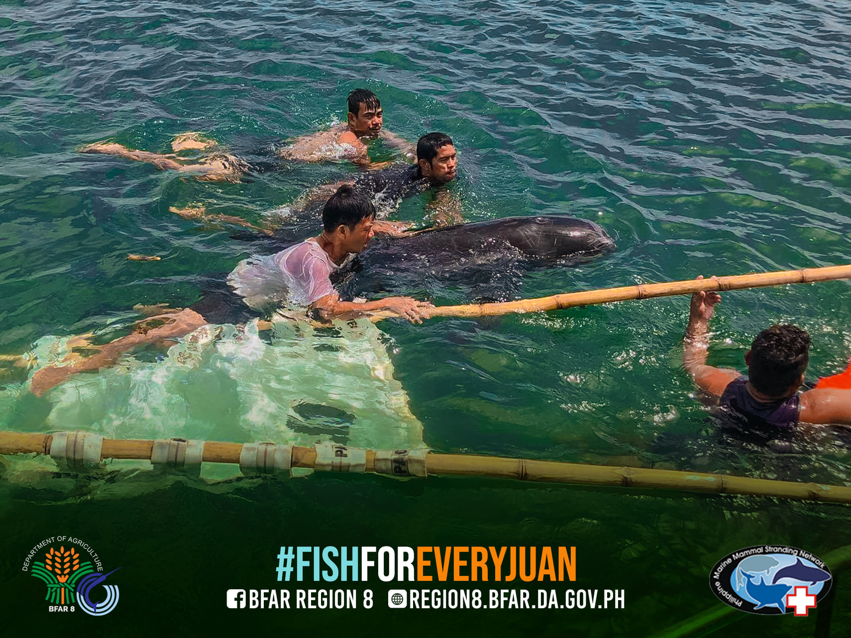 Stranded Risso's dolphin successfully released in San Juanico Strait ...