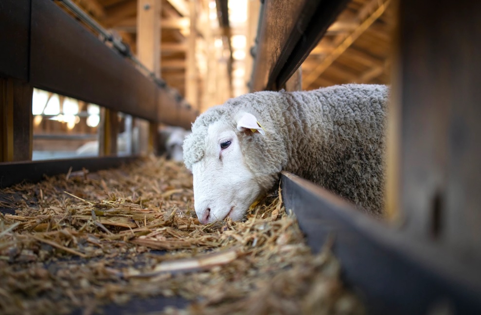 Over 15,000 sheep drown as ship sinks in Sudan - The Filipino Times