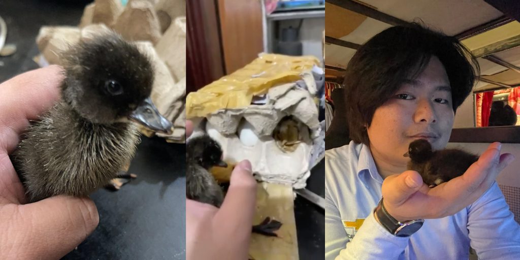 OFW surprised when 'balut' brought from Philippines hatch - The ...