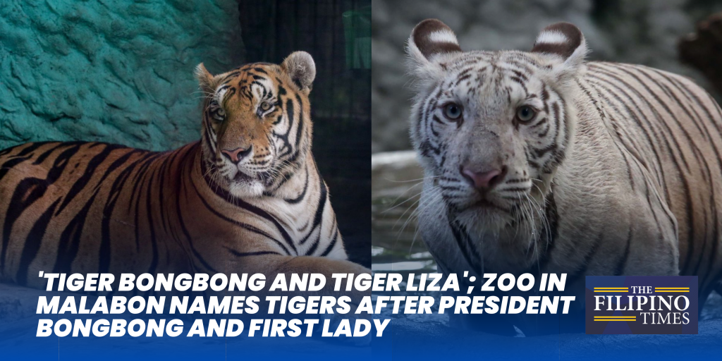 'Tiger Bongbong and Tiger Liza'; Zoo in Malabon names tigers after ...