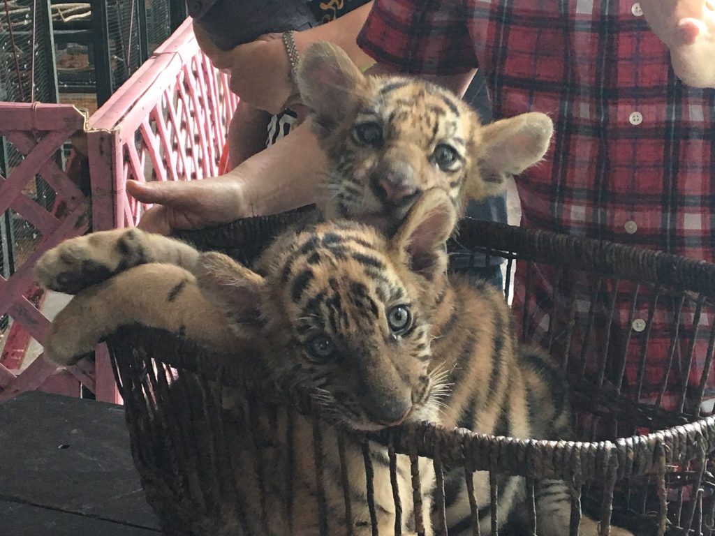 'Tiger Bongbong and Tiger Liza'; Zoo in Malabon names tigers after ...