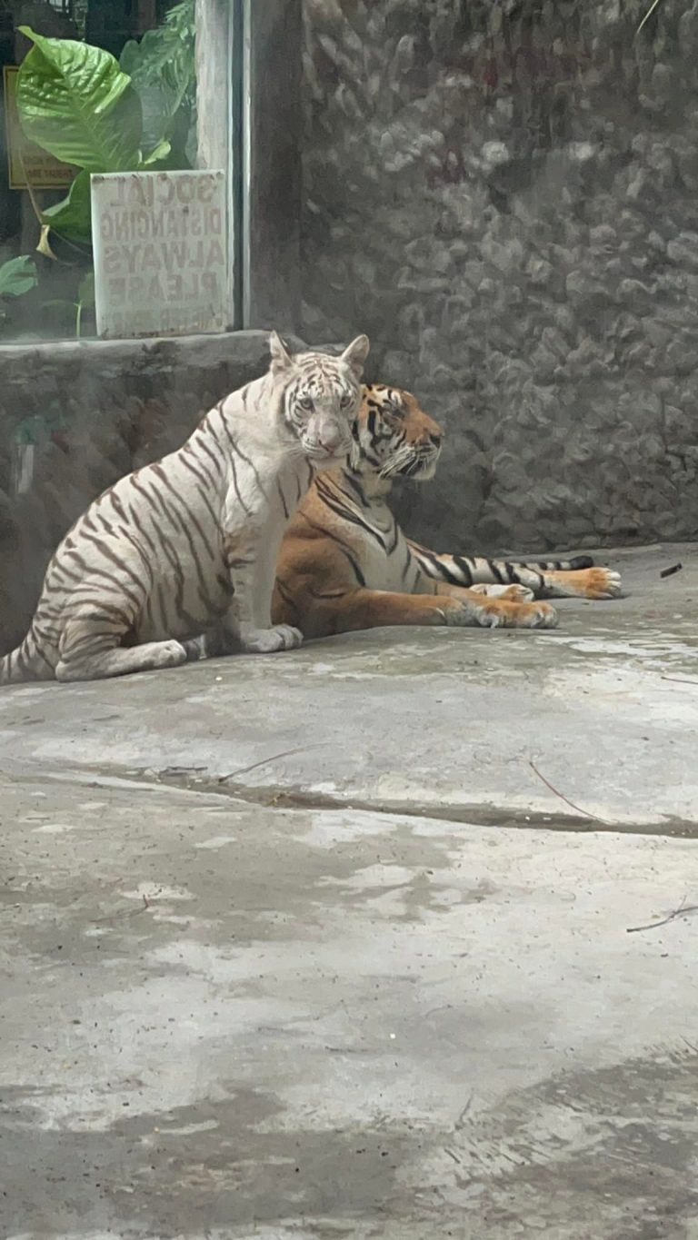 'Tiger Bongbong and Tiger Liza'; Zoo in Malabon names tigers after ...