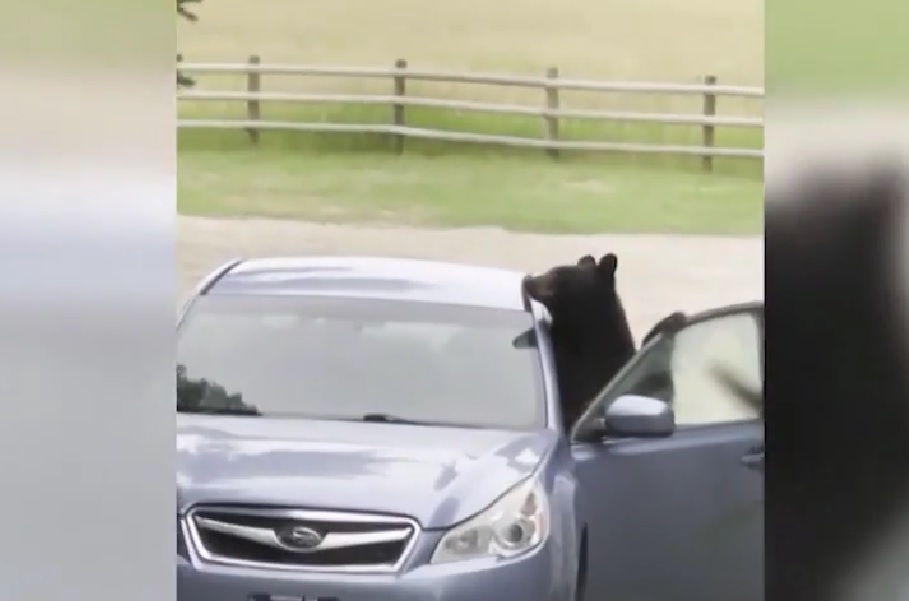 Video of bear spending night in American couple's car goes viral - The ...