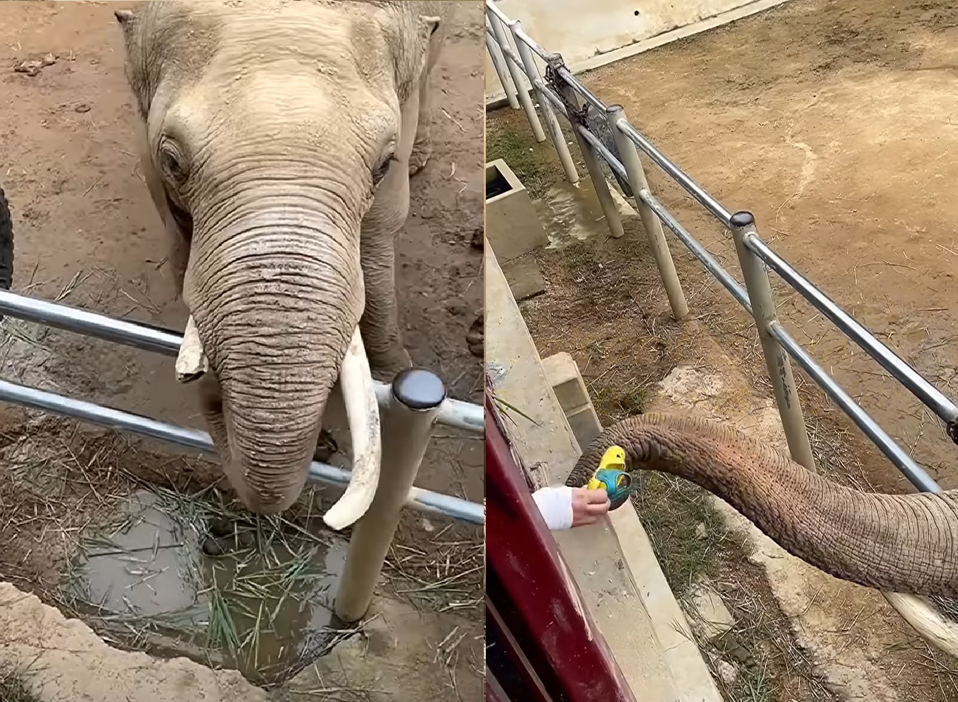 WATCH: Elephant returns shoe to baby visitor at China zoo - The ...