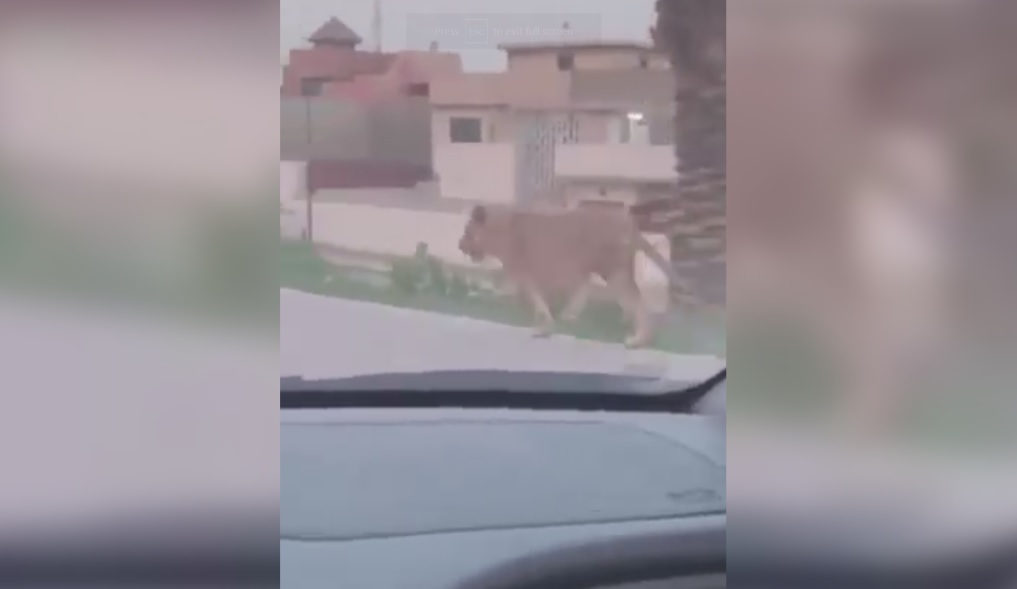 VIRAL: Owner catches lioness after terrifying chase in Iraq - The ...