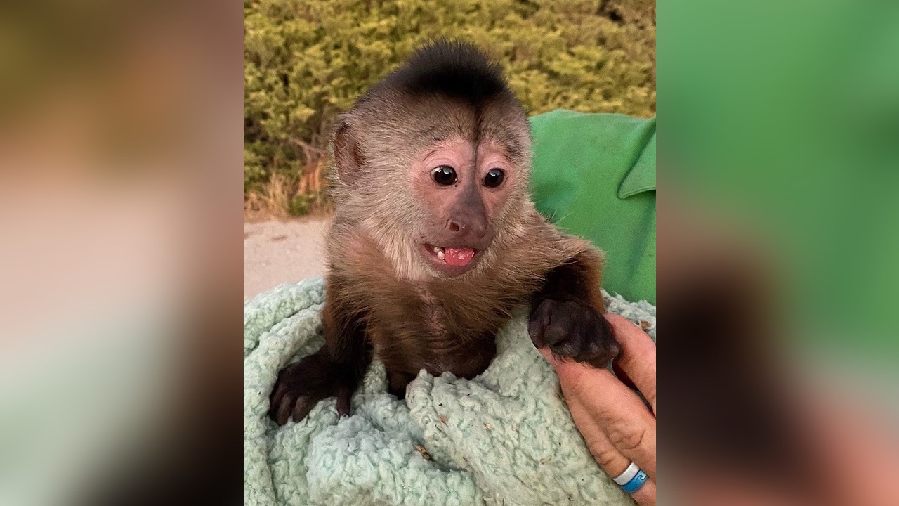 Monkey calls 911 emergency hotline from US zoo - The Filipino Times