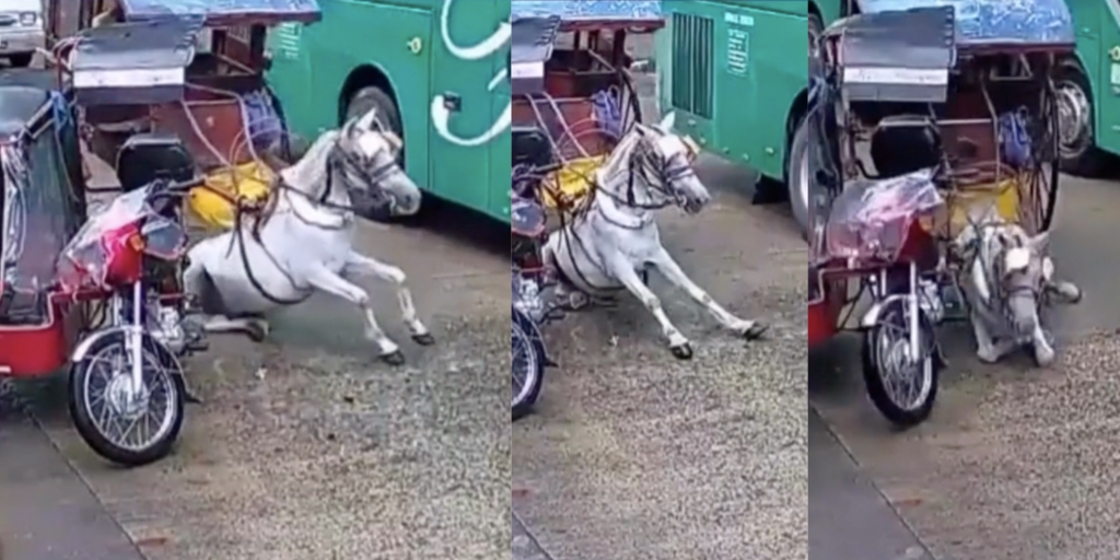 WATCH: Horse gets wounded after 'kalesa' gets hit by a bus in Ilocos ...