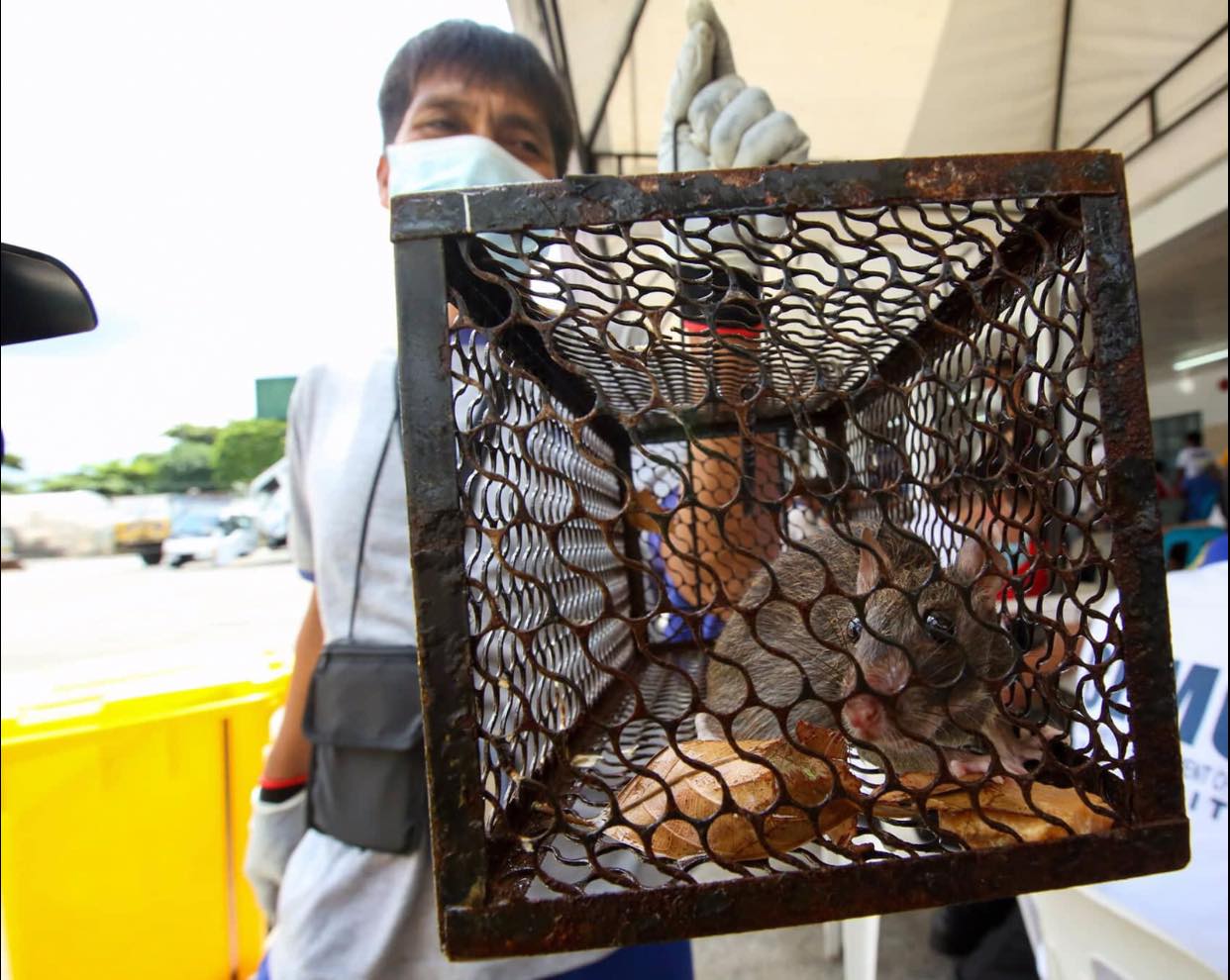 Rat to cash: Marikina government hands out cash for every rat caught by ...