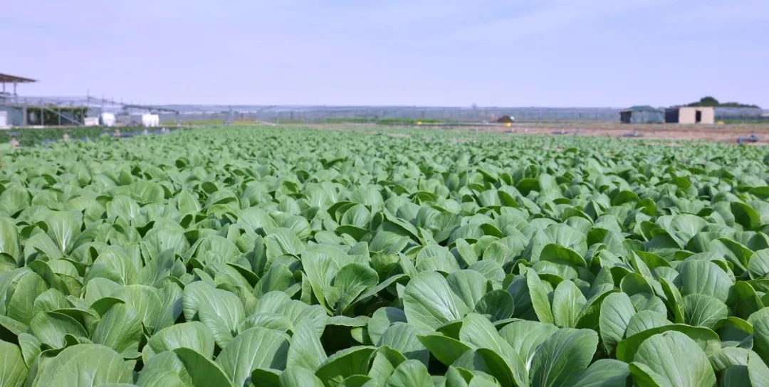 LOOK: Chinese Ambassador to UAE visits Wenchao Farms, praises company ...