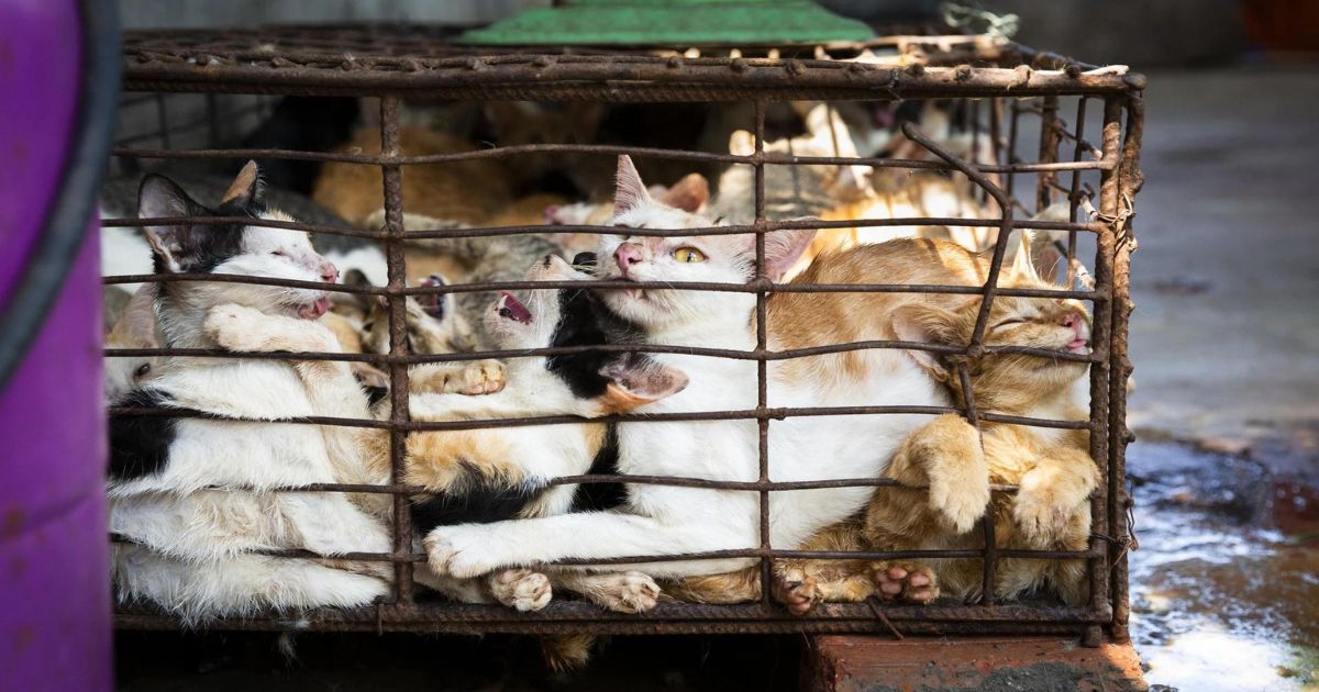 Vietnam police find 2,000 dead cats for traditional medicine - The ...