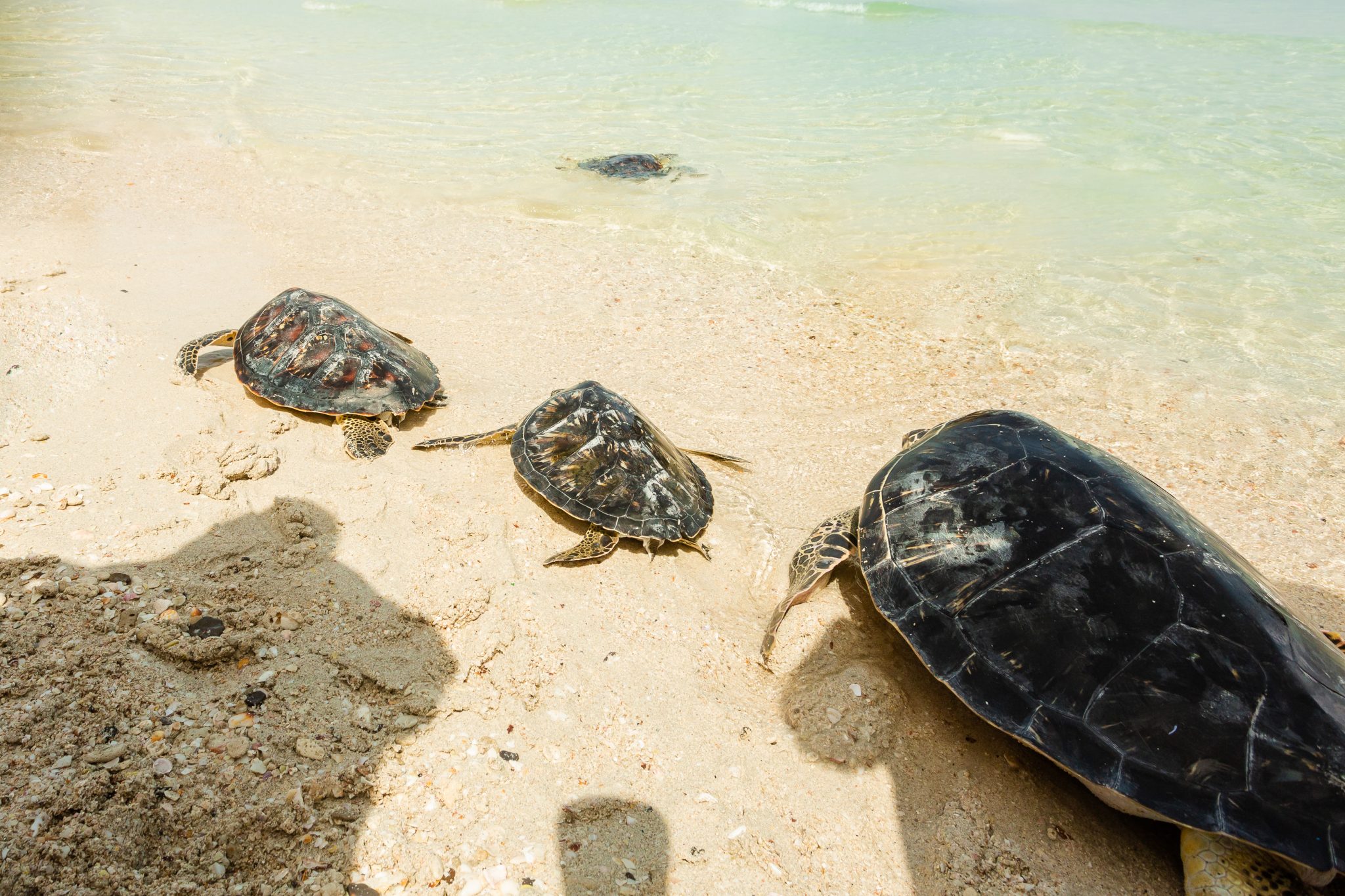 Sharjah Aquarium releases 8 endangered turtles on World Turtle Day ...