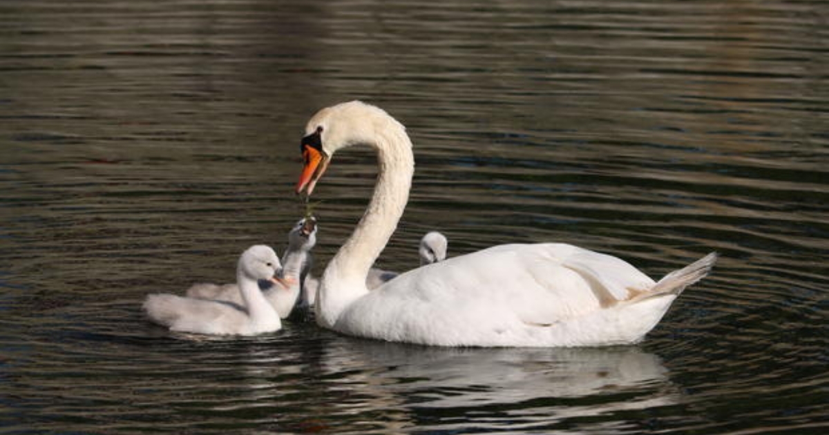 3 teens arrested in New York after killing, eating a swan - The ...