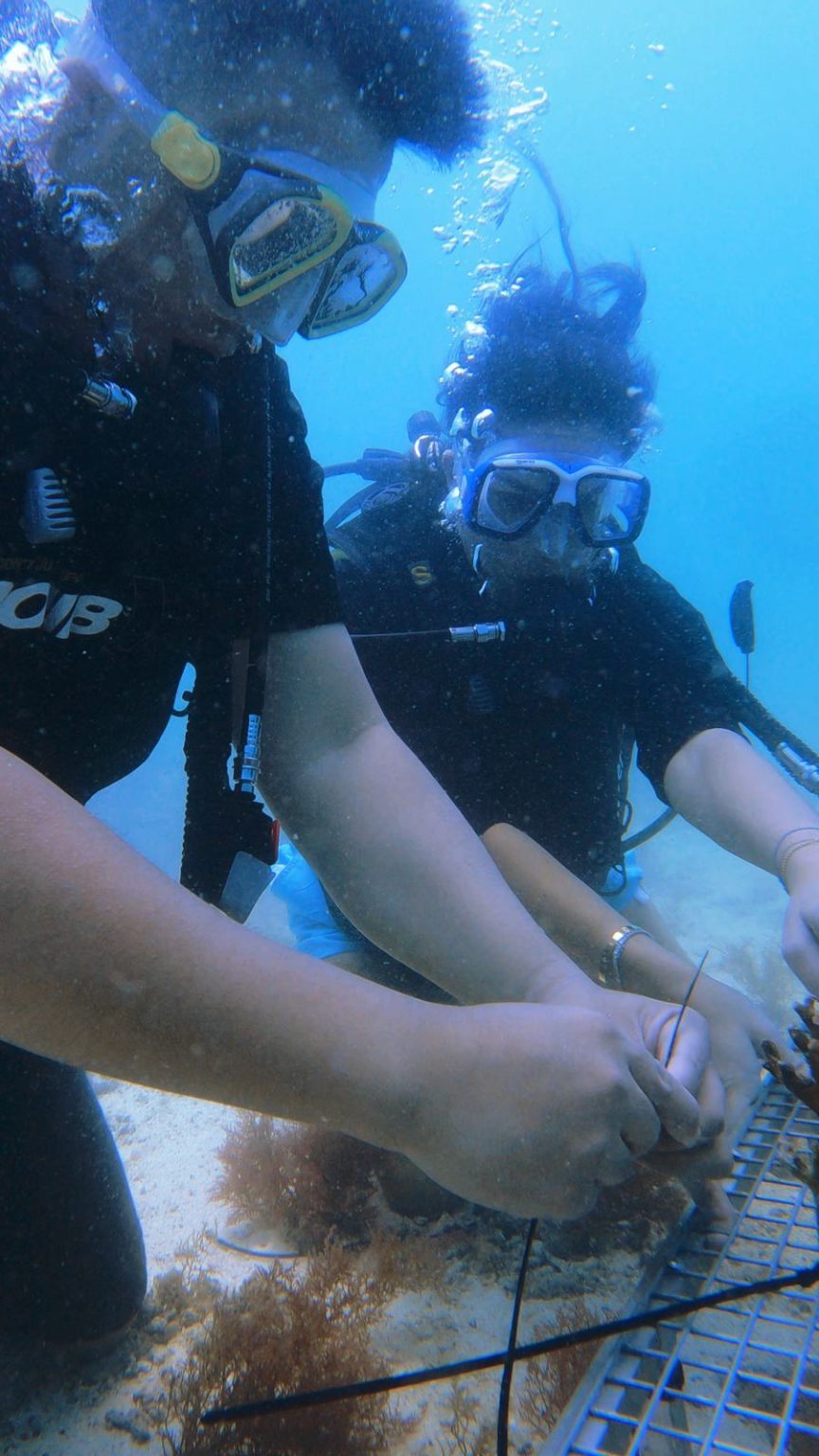 Emirates Draw leads the way in Coral Reef Restoration for World Oceans ...