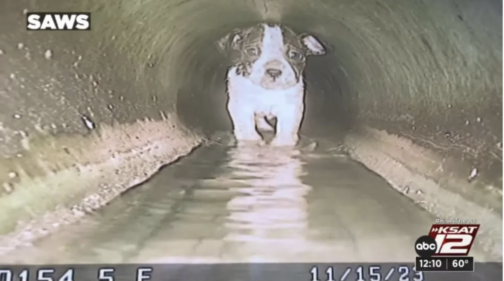 Rescue Operation saves stranded puppy from sewer pipe in Texas - The ...