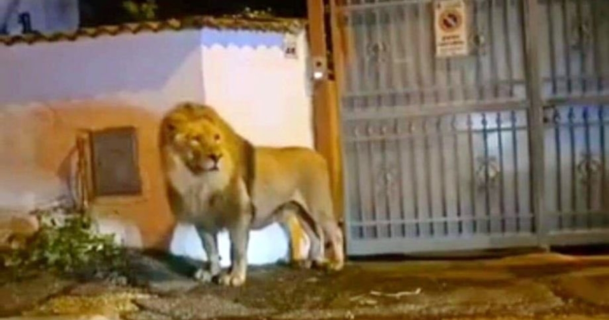 Lion escapes circus, wanders around Italian seaside town - The Filipino ...