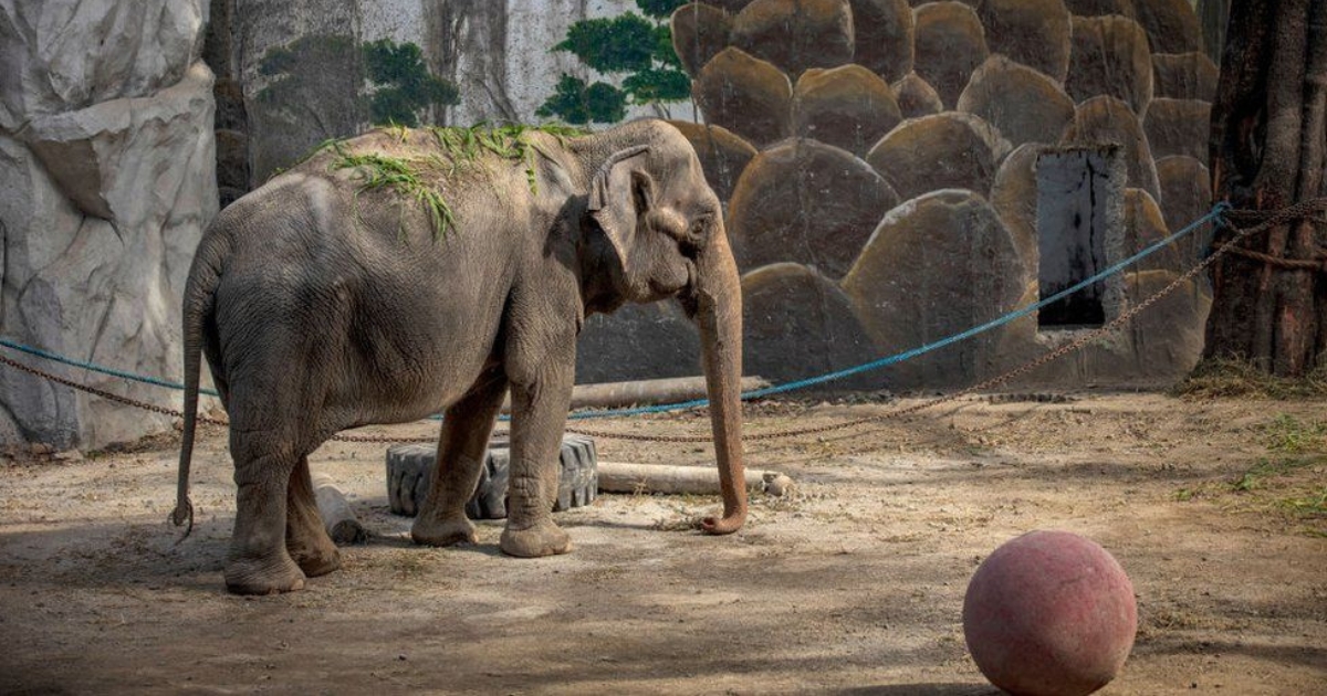Philippines' lone elephant, Mali, dies at 49 - The Filipino Times