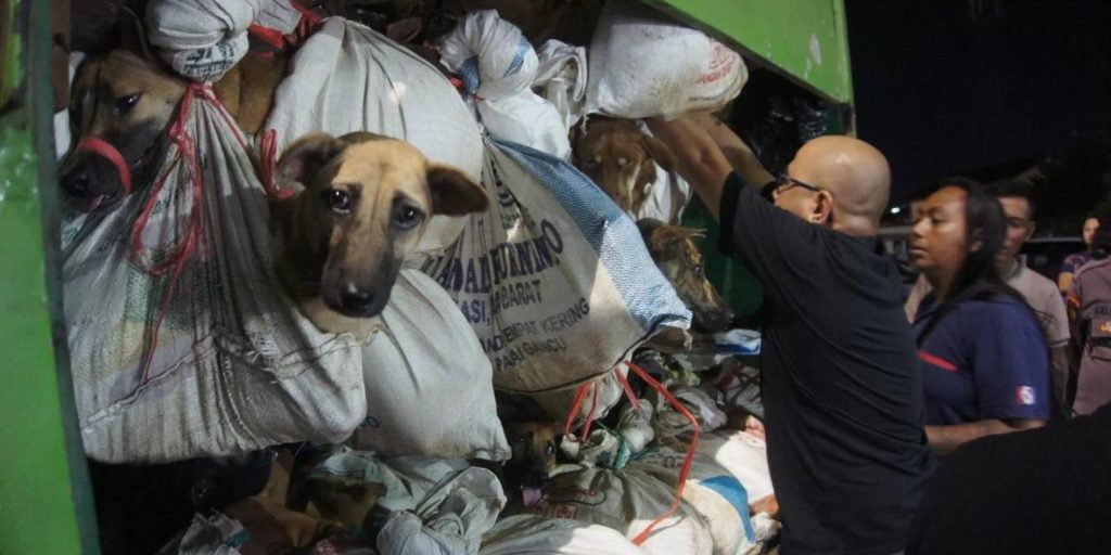 Indonesian authorities confiscate truck transporting 226 dogs destined ...